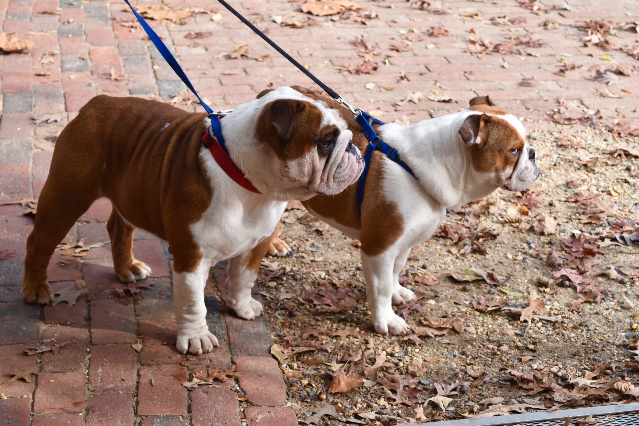 Bulldogs Are Beautiful Day - Social Media Events