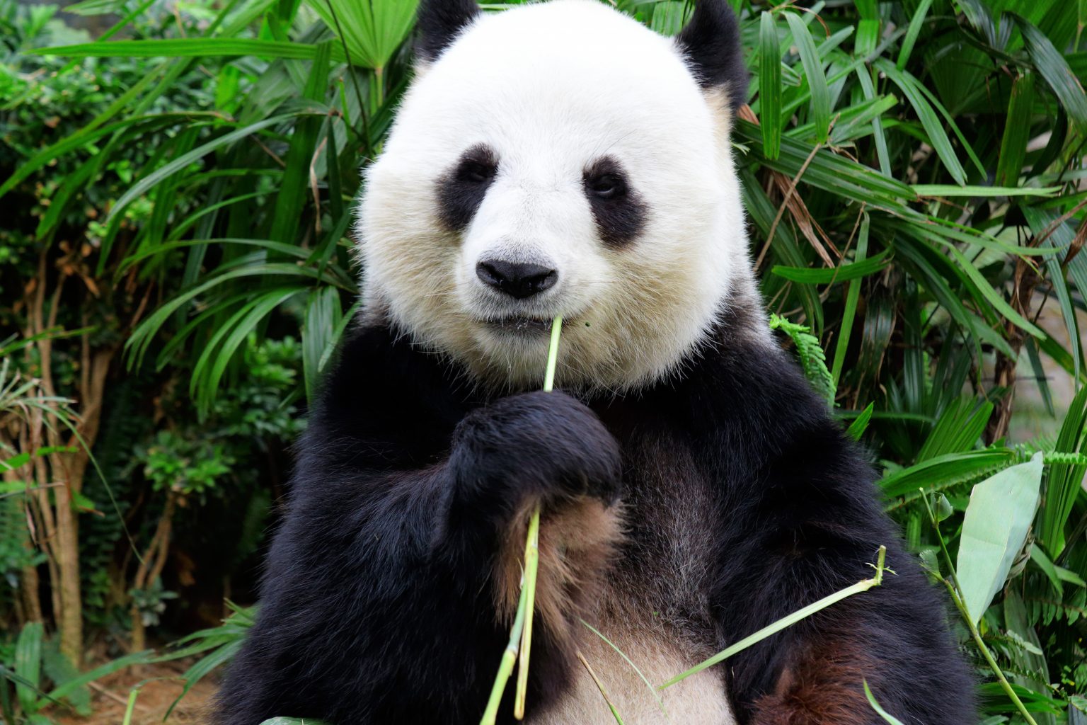 National Panda Day - Social Media Events